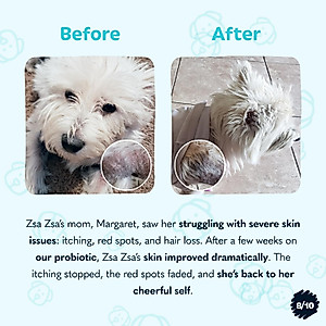 Minimal Ingredient Dog Probiotic to Alleviate Allergies, Infections, ‘n’ Digestive Issues