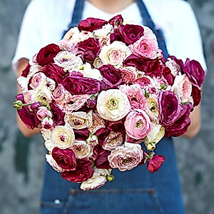 Ranunculus Bulbs - Crushed Berry Mix - 100 Bulbs - Mixed Flower Bulbs, Corm Attracts Bees, Attracts Pollinators, Easy to Grow & Maintain, Fragrant, Container Garden