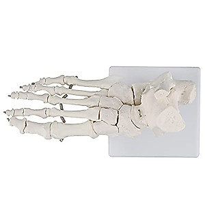 MonMed Medical Models Life Size Foot and Ankle Model – Anatomical Foot Model, Skeleton Bones, Human Skeleton Model