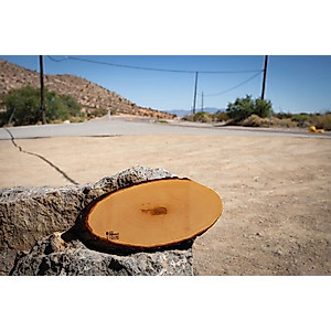 Boska Holland Cheese Board, European Ash Wood w. Polished Surface, Natural Bark, 10" x 6", Taste Collection