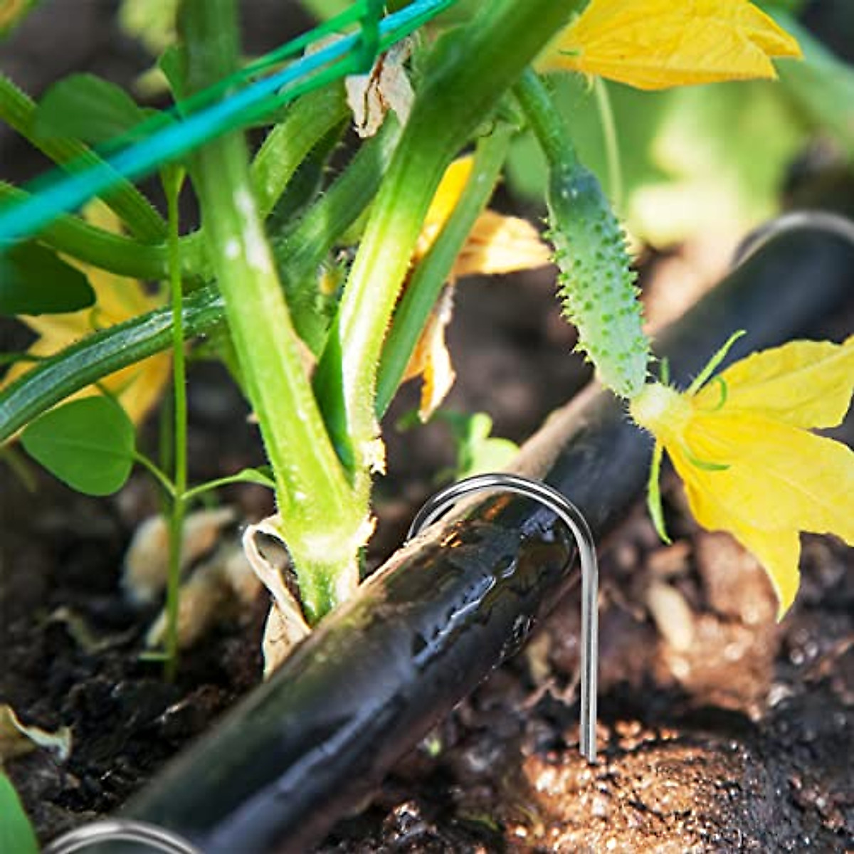 Zevlux Garden Stakes 4 Inch 40pcs 12Gauge Irrigation Tubing Stakes, U Shape Heavy Duty Galvanized Landscape Staples for Tube, Lawns, Weed Barriers, and Landscape Fabrics, Irrigation Hose,Floor Mats…