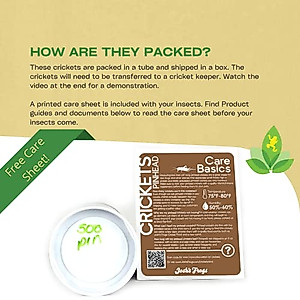 Josh's Frogs Pinhead Banded Crickets (500 Count)