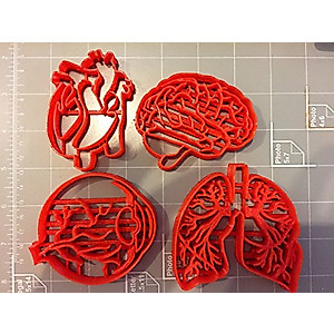 Human Tissue Anatomy Cookie Cutter (Set of 4)
