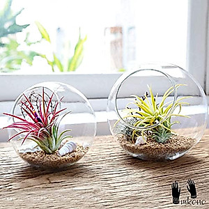 Mkono Plant Terrarium Display Glass Tabletop Succulent Air Plant Planter Globe Microlandschaft House, M