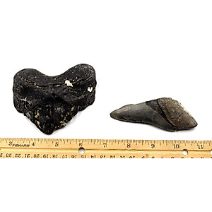 Megalodon Teeth Lot of 6 Fossils w/6 info Cards Shark #15670 34o