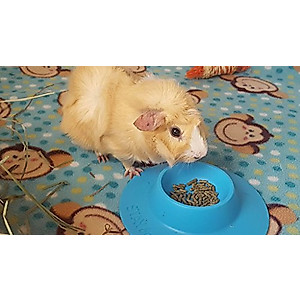 STAYbowl Tip-Proof Ergonomic Pet Bowl for Guinea Pig and Other Small Pets; 1/4-Cup Size; Sky Blue