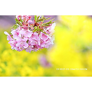 Canon EOS 80D lens kit EF-S18-135mm F3.5-5.6 IS USM--(Japan Import-No Warranty)