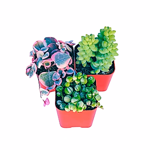 Succulents Plants Live (3-Pack) 2" Hanging Plants Starter Pack, Live Succulent Plants Fully Rooted in Planter Pots with Succulent Soil Mix by The Succulent Cult (3 Pack)