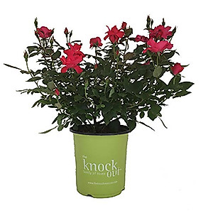 Star Roses Knockout Series 15048 Series Rose Knock Out The Original, 19cm