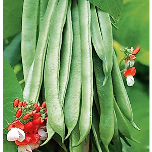 Scarlet Runner Pole Bean Seeds for Planting, 25+ Heirloom Seeds Per Packet, (Isla's Garden Seeds), Non GMO Seeds, Botanical Name: Phaseolus coccineus, Great Home Garden Gift