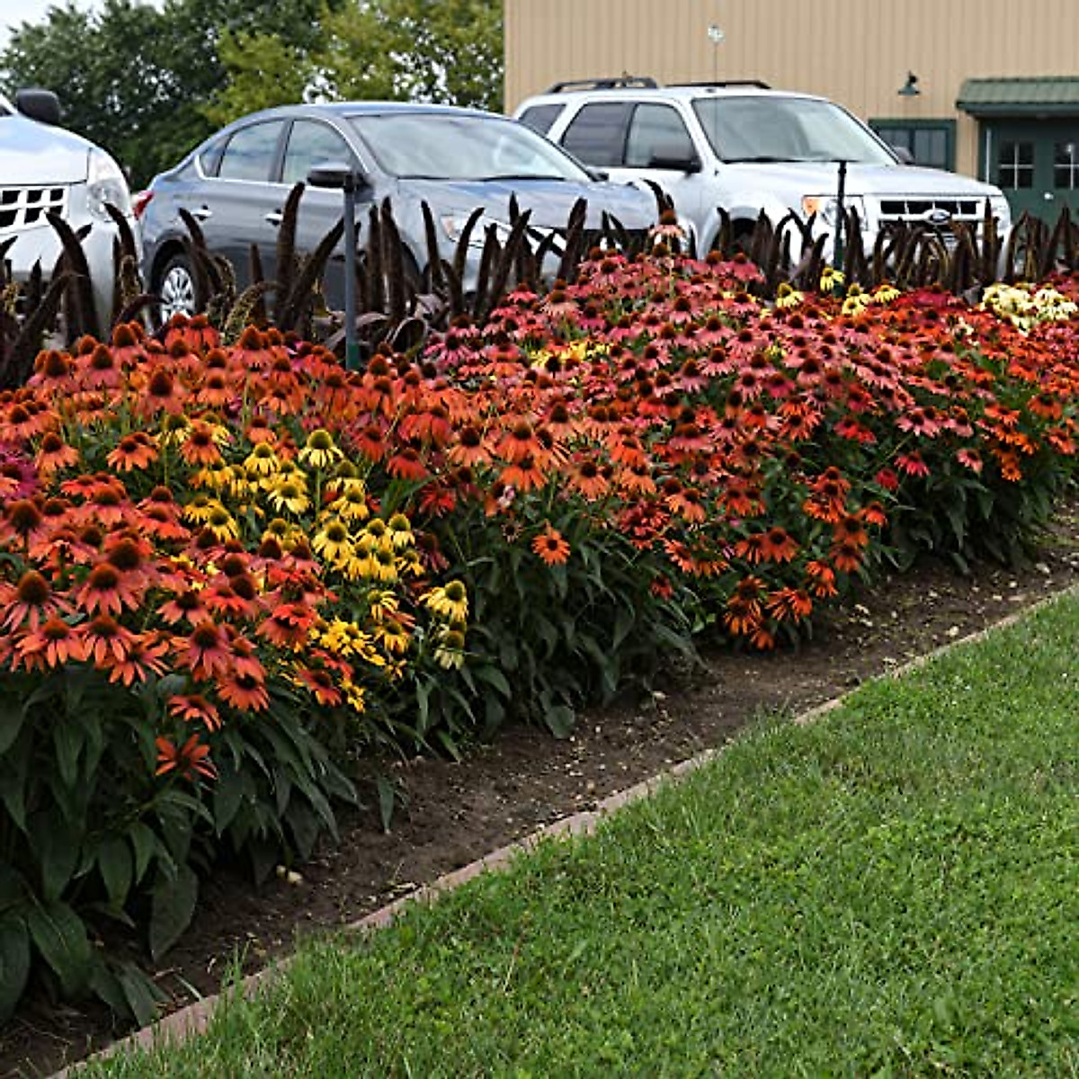 Outsidepride Echinacea Purpurea Purple Coneflower Cheyenne Spirit Garden Cut Flower Seed Mix - 20 Seeds