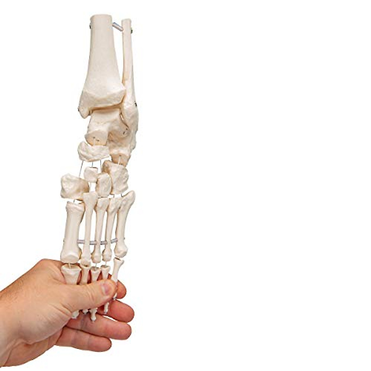 3B Scientific A31/1 Foot Skeleton-flexibly w/portions of Tibia- Fibula - 3B Smart Anatomy
