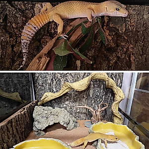 Fhiny 2 PCS Cork Bark Background, 11.6" x 7.7" Natural Cork Bark for Reptiles Tank Backdrop Reptile Climbing Wall Terrarium Decor Accessories for Turtle Beared Dragon Chameleon Snake