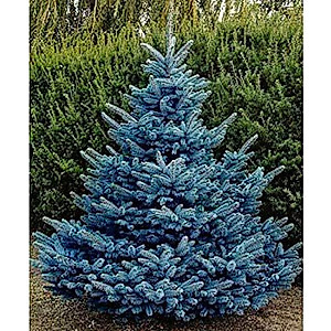 100 Blue Spruce Seeds for Planting | Colorado Blue Spruce, Picea pungens glauca | Attractive Trees fro Privacy or Landscaping
