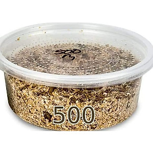 Surmen Legacy 500ct Live Mealworms with Bait Cup with Food/Bedding