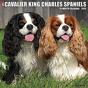 Willow Creek Press Cavalier King Charles Spaniels Monthly 2024 Wall Calendar (12" x 12")