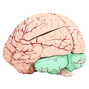 Kadimendium Human Brain Model Anatomy Removable Skullcap PVC Skull Model Anatomical Skull Model Anatomical Model with Manual for School Home Study