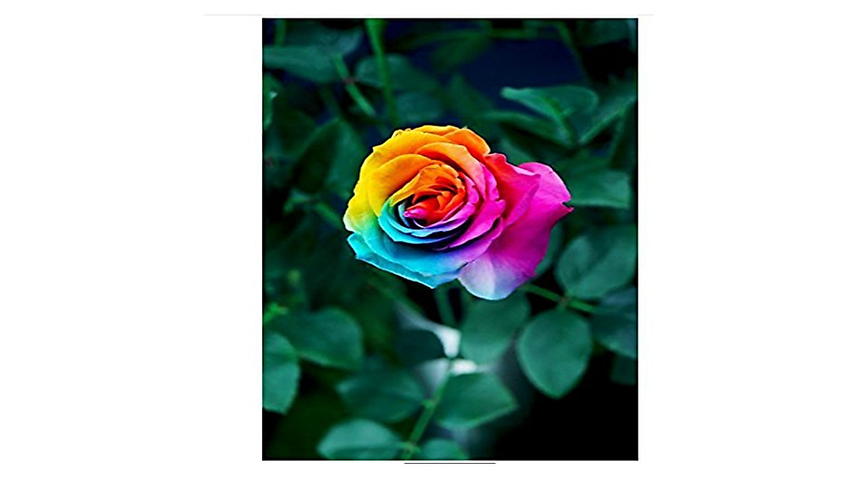 1000Pcs Rainbow Rose Seeds for Vibrant Gardens