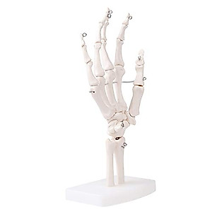 MrHugoo Human Hand Bone Model Human Skeleton Hand Model on Base, Hand Bone,Life Size, Articulated for Medical Study Education Demonstration (Right Hand)
