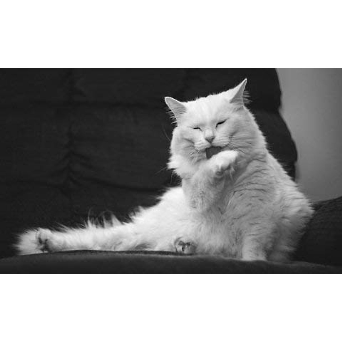 PET SUPPLEMENTS & NUTRITION LLC Joint Care for Cats - Cats Joint Health with Turmeric - MSM - Natural Support for Hip and Joints - glucosamine chondroitin Dogs and Cats - 1 Bottle (60 Tablets)