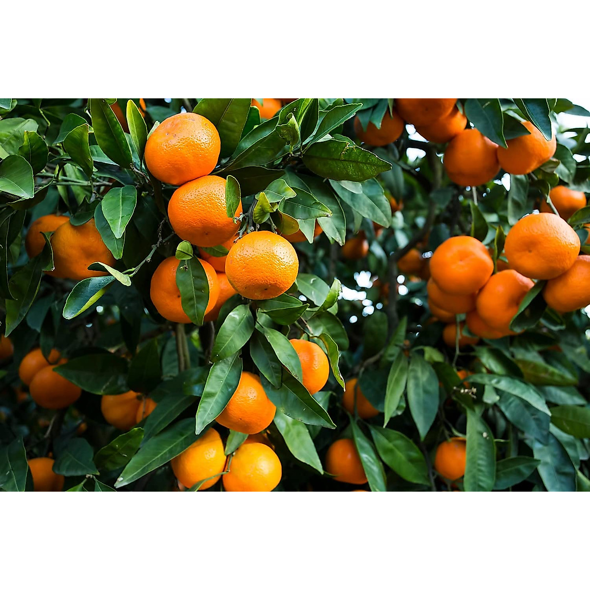 Ladybug Soap Company Aromatherapy Solid Perfume with Essential Oils 0.4 OZ (Patchouli+Jasmine+Tangerine)