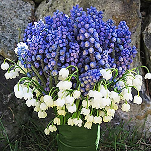 QAUZUY GARDEN 100 Lily of The Valley Seeds, Blue May Bells, Our Lady's Tears, Mary's Tears, Muguet, Glovewort, Apollinaris Seeds - Fragrant Perennial Herb Flower