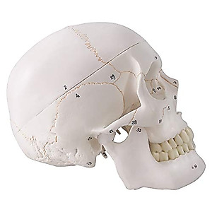 Generies 2021 Newest Design Human Skull Anatomical Model,with Painted Sutures 54 Pcs Labeled Numbered Skull Models for Medical Students,Human Brain Model for Kids Drawing Anatomy