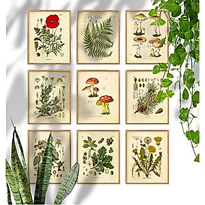 Ink Inc. Botanical Prints Wall Art Ink Inc - Woodland Plants Wildflower Mushrooms Ferns Berries - Set of 9 8x10 Unframed