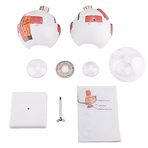 Hilitand 6X Magnification Human Eye Ball Anatomy Model, Anatomical Learning Display Tools