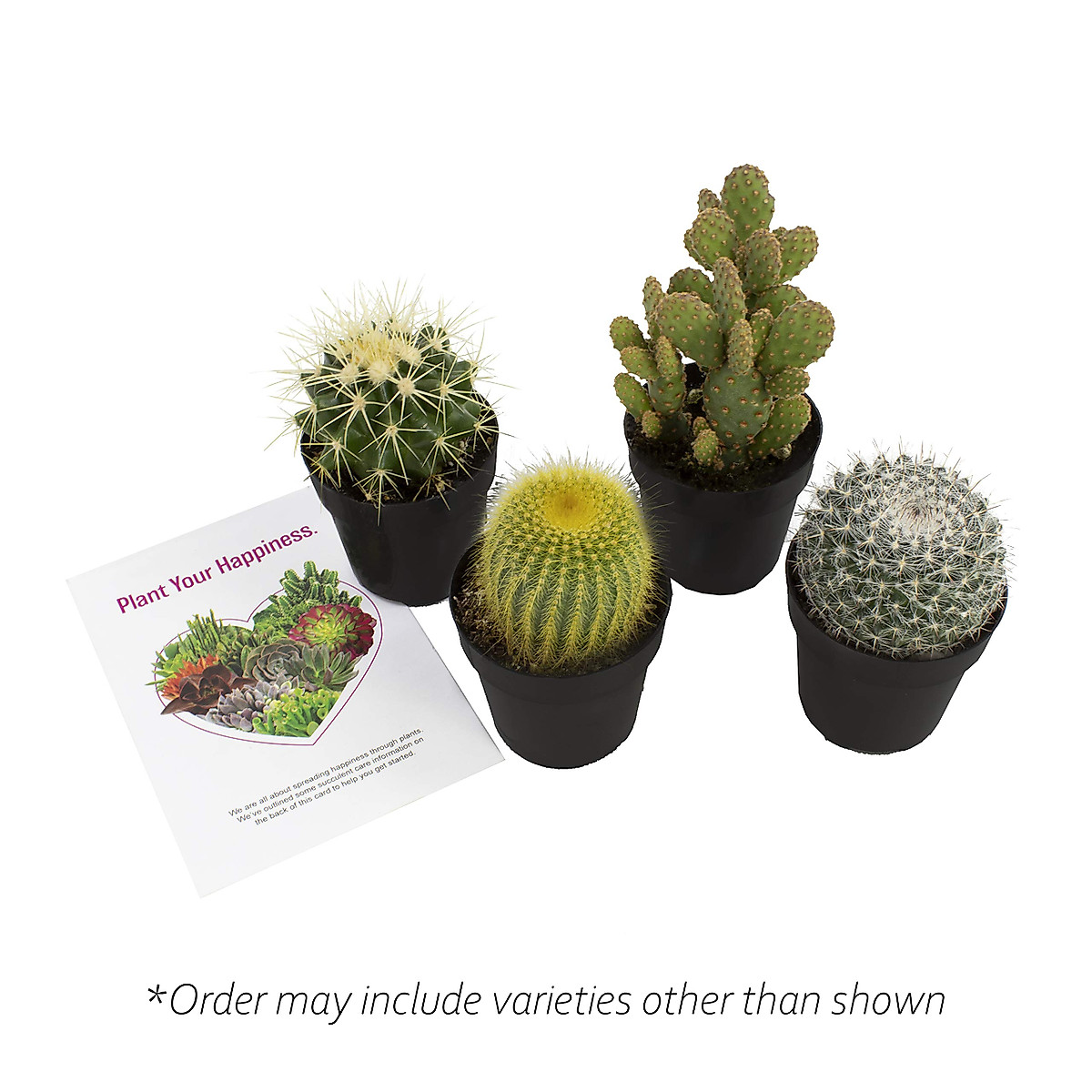 Altman Plants Assorted Cactus Collection 2.5" 4 pack