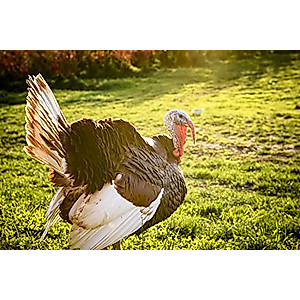 Scratch and Peck Feeds Premium Organic Turkey Grower with Corn - 40-lbs - Non-GMO Project Verified and Certified Organic