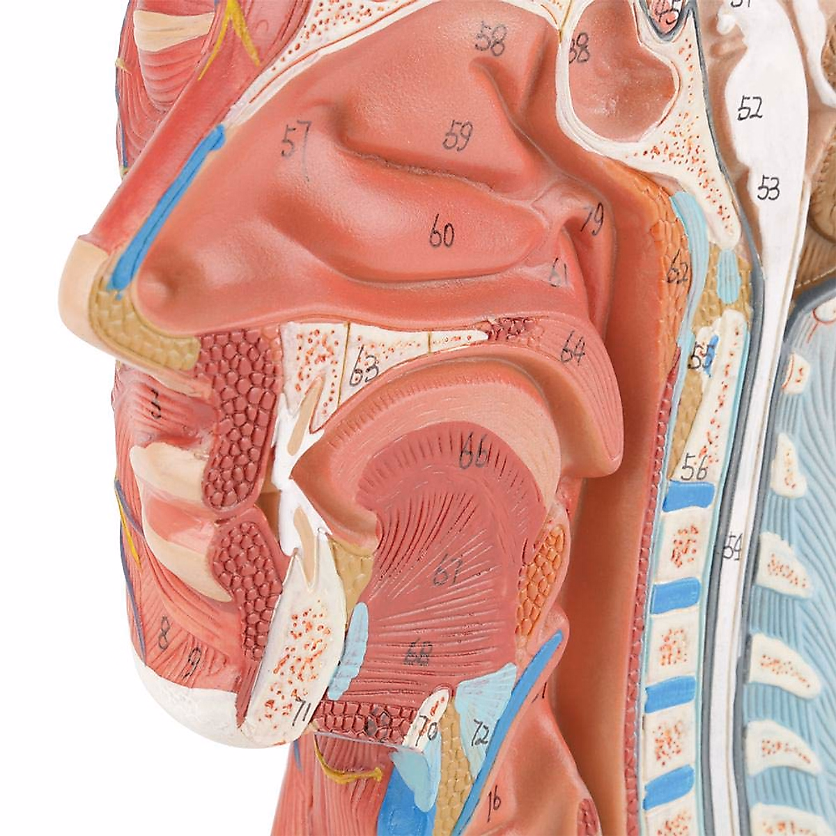 Anatomical Head Model, Anatomical Human Anatomical Half Head and Face Anatomy Medical Brain Neck Median Section Study Model