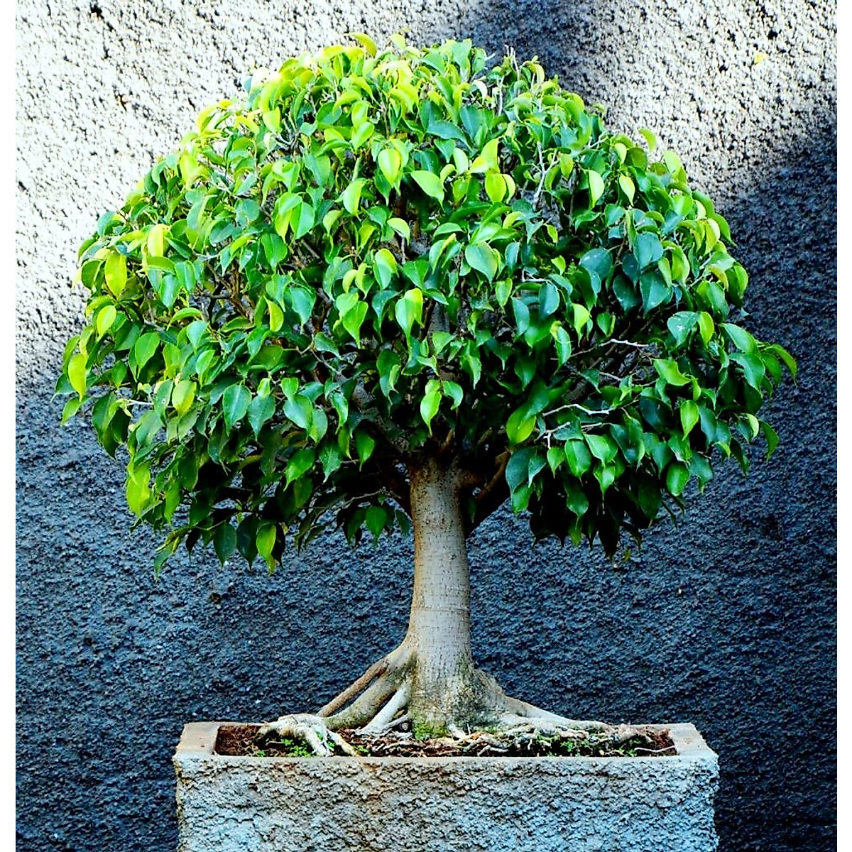 Ficus Benjamina Bonsai Weeping Fig Tree 20+ Seeds for Planting Non-GMO Houseplant