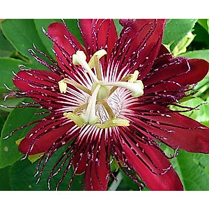 9GreenBox - Lady Margaret Passion Flower - 4" Pot Live Plant Ornament Decor for Home, Kitchen, Office, Table, Desk - Attracts Zen, Luck, Good Fortune - Non-GMO, Grown in The USA