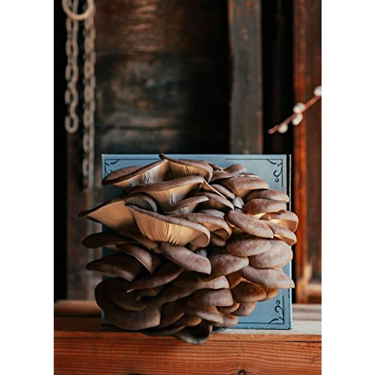 Hodgins Harvest Extra-Large Oyster Mushroom Grow Kit (7lbs) | USDA Certified Organic | Grow Your Own Delicious Gourmet Mushrooms at Home