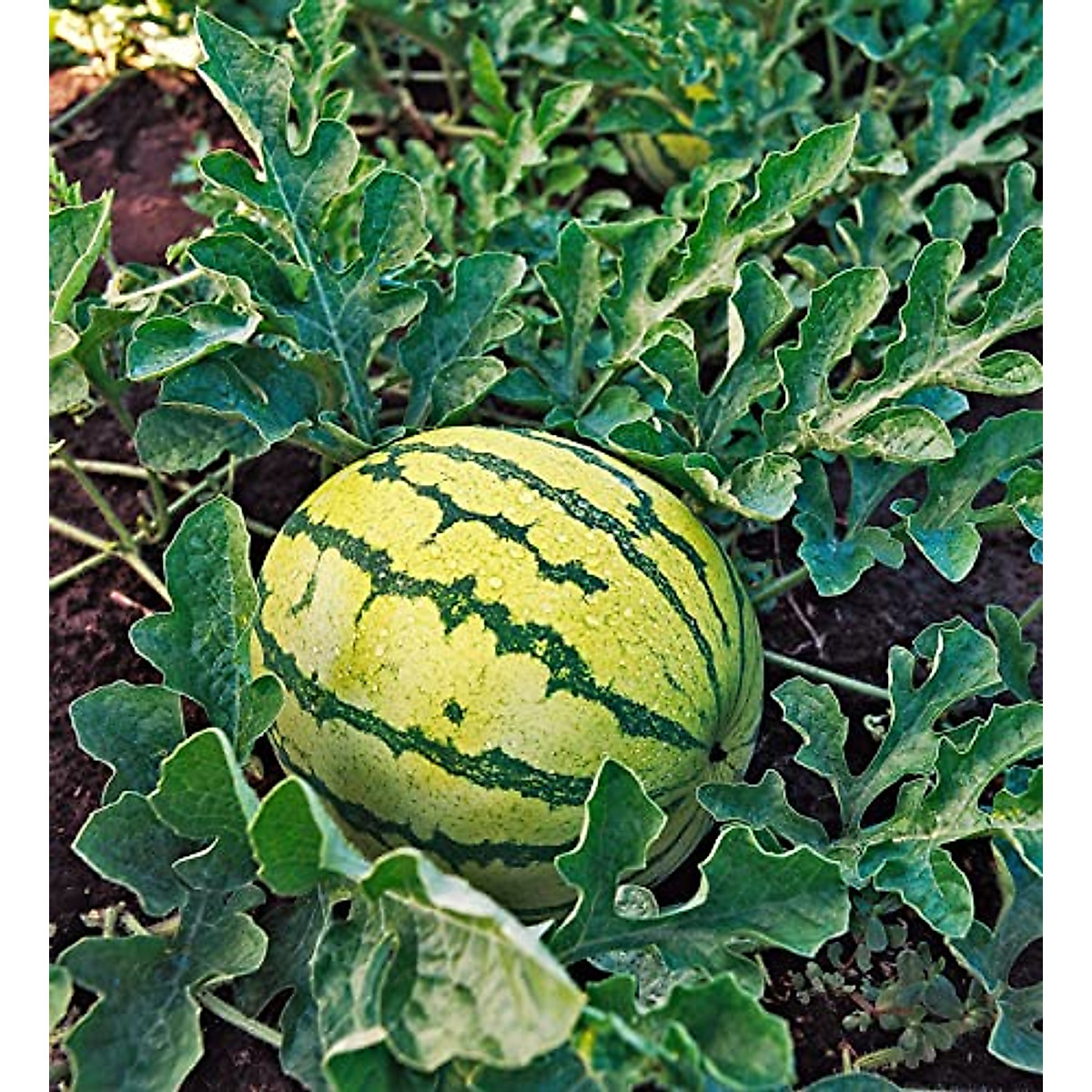 TomorrowSeeds - Yellow Crimson Watermelon Seeds - 20+ Count Packet - for 2023 Open Pollinated Non GMO Sweet Tropical Exotic Melon USA Garden