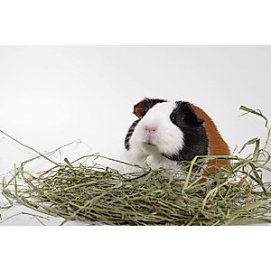 High Desert 2nd Cutting Timothy Grass Hay for Guinea Pigs, Rabbits, and More Small Animal Pets