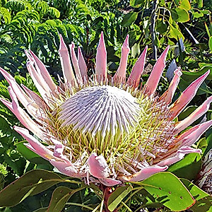 YEGAOL Garden 60Pcs Protea Cynaroides Seeds King Protea Seeds Cape Artichoke Flower Seeds Evergreen Cut Flowers Deer Resistant Drought Tolerant Beds Borders Patio Containers