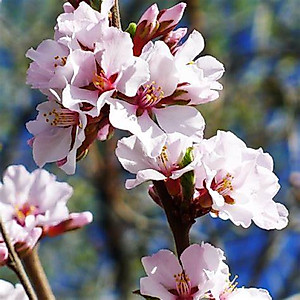CHUXAY GARDEN 20 Seeds Nanking Cherry Fruit Trees Hardy Deciduous Shrub Sweet Delicious Edible Fruit Great for Ornaments and Hedges