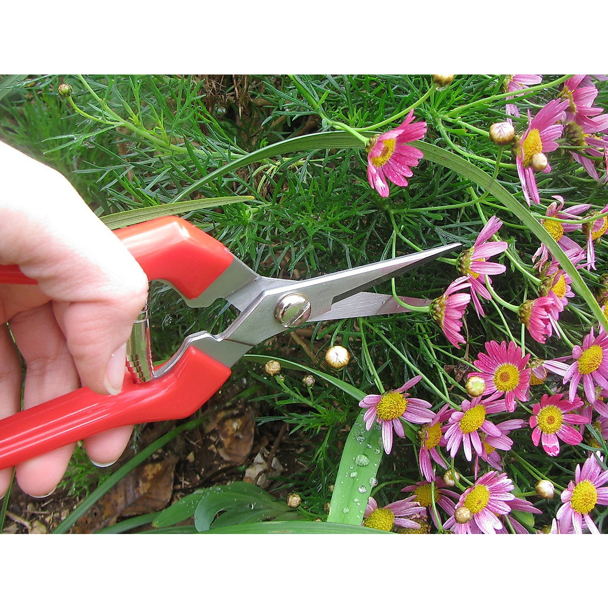 TABOR TOOLS K77A Straight Pruning Shears with Stainless Steel Blades, Florist Scissors, Multi-Tasking Garden Snips for Arranging Flowers, Trimming Plants, Harvesting Herbs, Fruits or Vegetables.