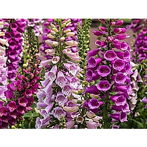 NIKA SEEDS - Flowers Purple Foxglove Digitalis Mix Perennial - 600 Seeds