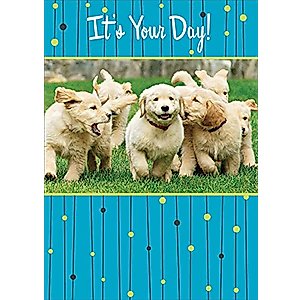 RSVP Birthday Card: Pack of Golden Labrador Puppies,Lime,5" x 7",GC-B6567A