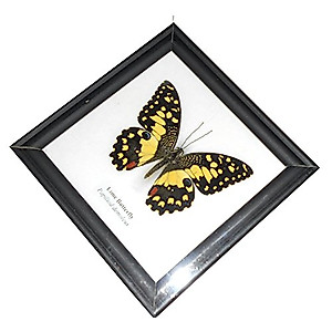 Insectfarm Framed Real Lime Butterfly Taxidermy and Insect Gift or Collection