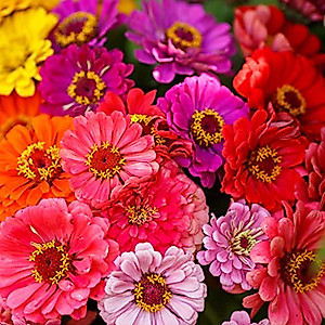 Zinnia Seeds - Over The Rainbow Mix - 1 Pound - Pink/Purple/Red Flower Seeds, Open Pollinated Seed Attracts Bees, Attracts Butterflies, Attracts Hummingbirds, Attracts Pollinators
