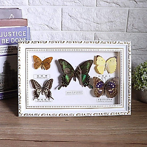eboxer-1 Butterflies Specimen, Exquisite Butterflies Insect Specimen Crafts for Home Office Decorate Ornament Butterfly Wall Art, As a Gift for Friends and Family, 7.7 x 11.6 x 1.6 in (White Frame)