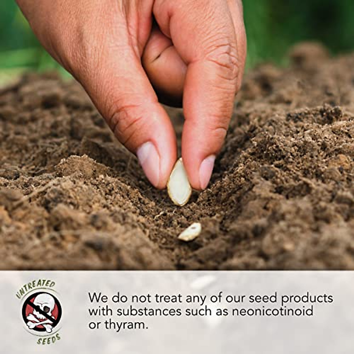 Seed Needs, Wild Creeping Thyme Seeds for Planting (Thymus serpyllum) Twin Pack of 20,000 Seeds - Heirloom & Open Pollinated