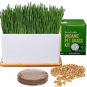 The Cat Ladies Organic Cat Grass Growing kit with Organic Seed Mix, Soil and Ceramic Planter with Bamboo Tray. Natural Hairball Control and Remedy for Cats