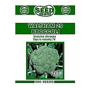 Waltham 29 Broccoli Seeds - 500 Seed Non-GMO