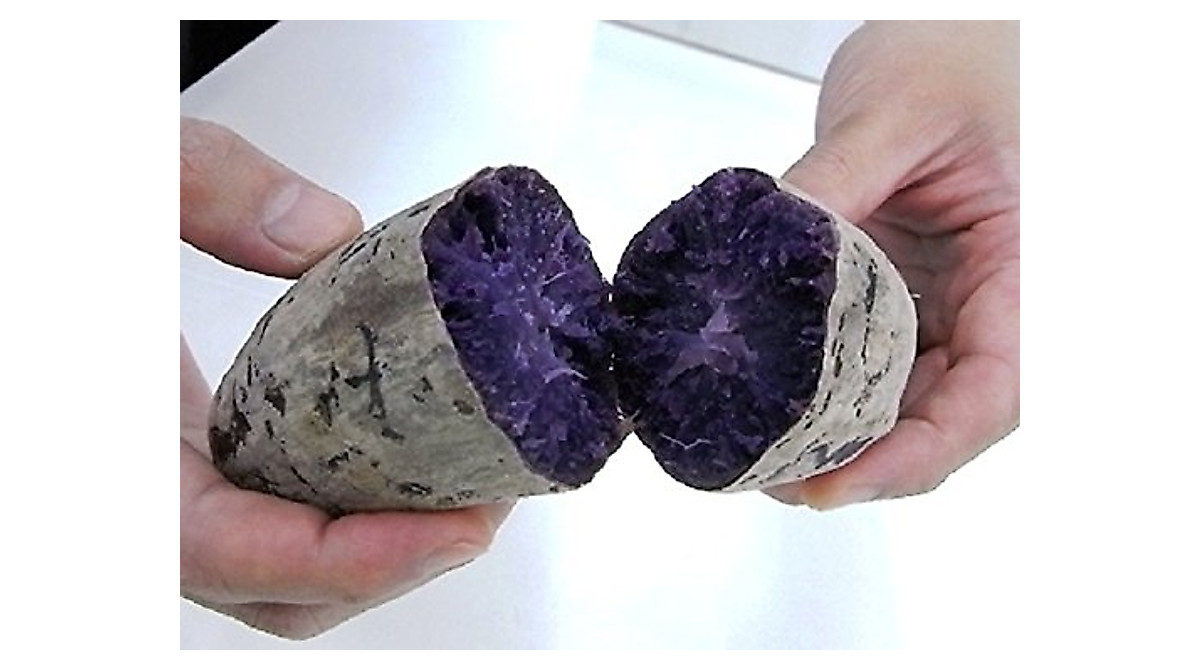 Buy Japanese Purple Sweet Potato for Eating or Planting