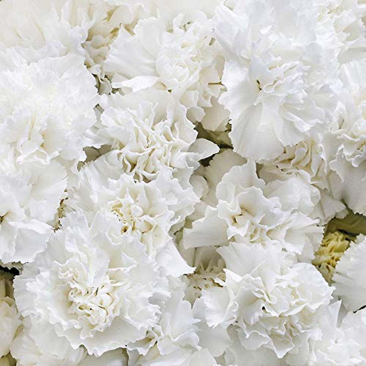 Outsidepride Dianthus Caryophyllus Carnation White Garden Cut Flower Seeds - 2000 Seeds